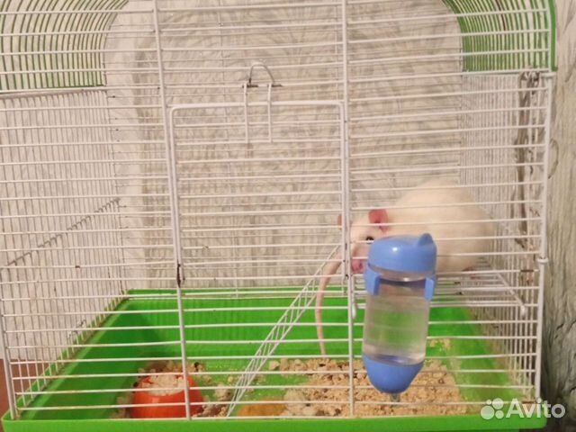 Крысята дамбо