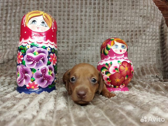 Таксы миниатюрные