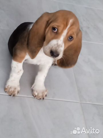 Щенки бассет хаунд