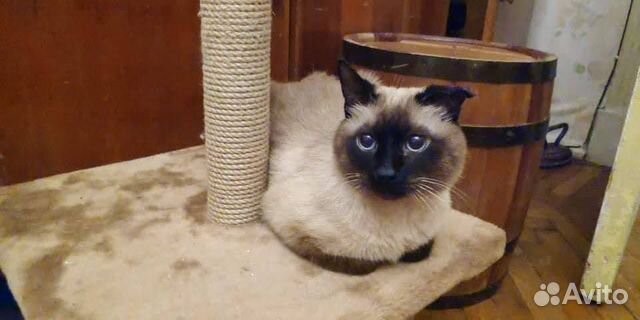 Отдаем кота