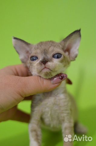 Котенок девон рекс