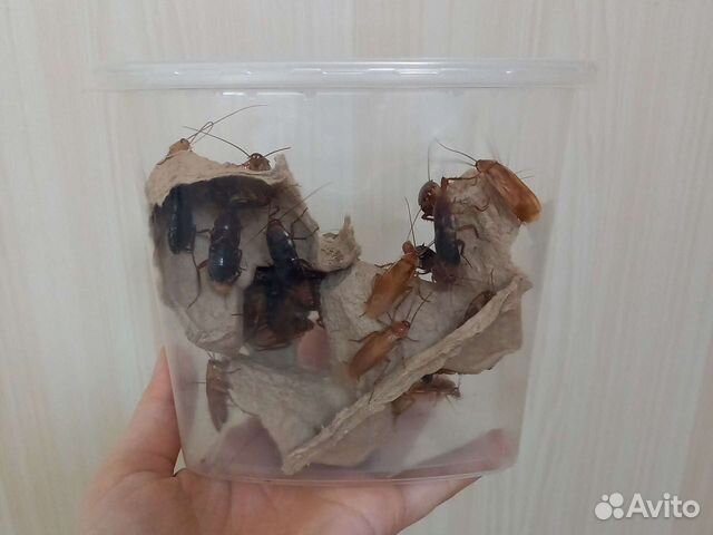 Туркменские тараканы