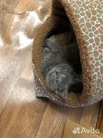 Британские котята