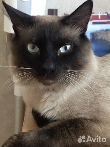 Кот на вязку