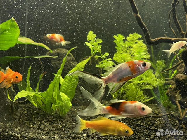 Аквариум с тумбой бу