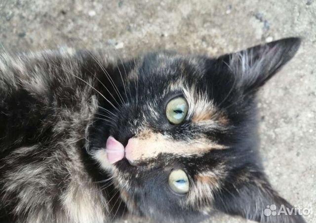 Кошка в дар