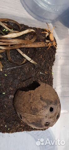 Крабик с домиком