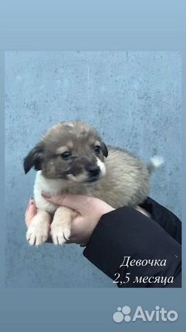 Малинка ищет дом