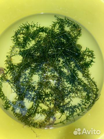Водоросли для аквариума элодея