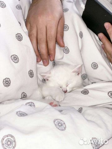 Британский котенок редкий