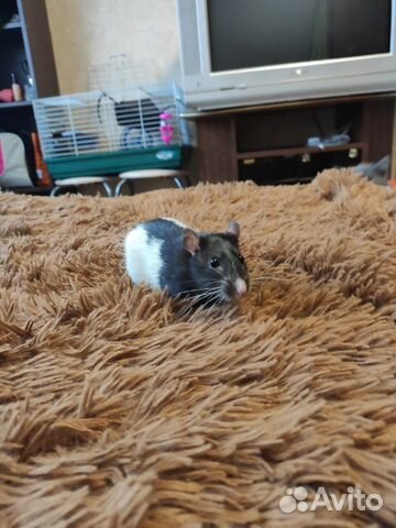 Крыса (мальчик) с клеткой