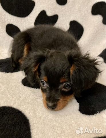 Невская орхидея