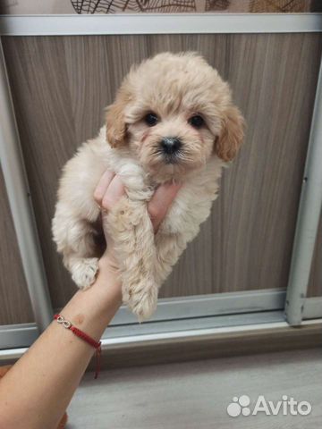 Мальтипу Ф1 суперская девочка карамель Baby face