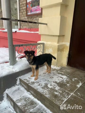 Щенок в добрые руки бесплатно