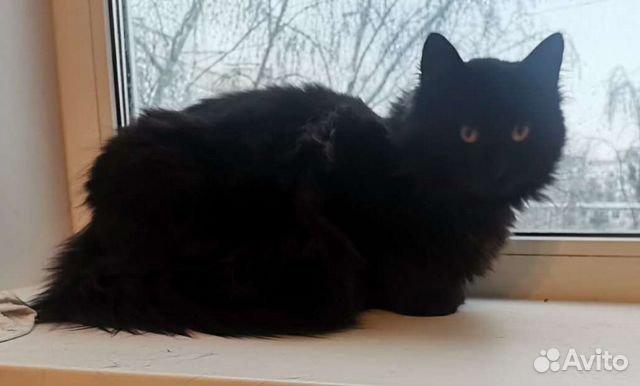 Почти ангорский кот Барон