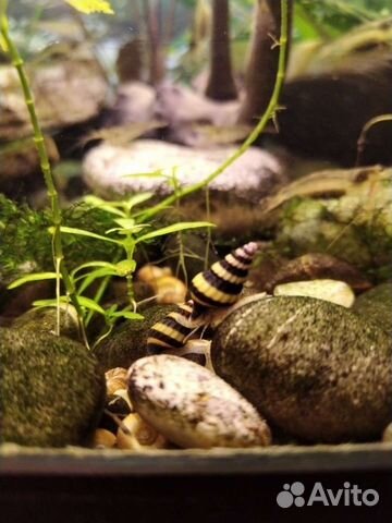 Улитка хелена