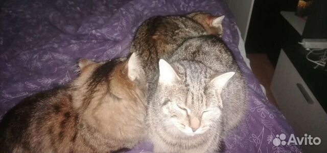 Кошки в добрые руки бесплатно