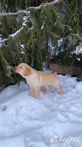 Лабрадор ретривер щенки