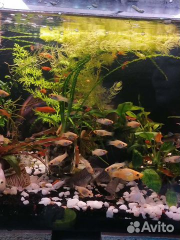 Малек меченосца и мулинезии