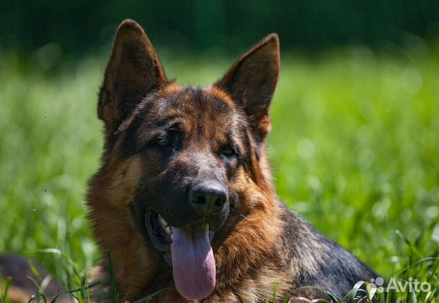 Предлагаю для вязки кобеля немецкой овчарки