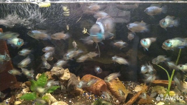 Наннакара и акара бирюзовая