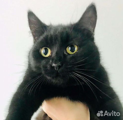 Котенок-подросток по имени Жек, 7 месяцев