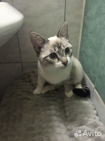 Котенок Каспер