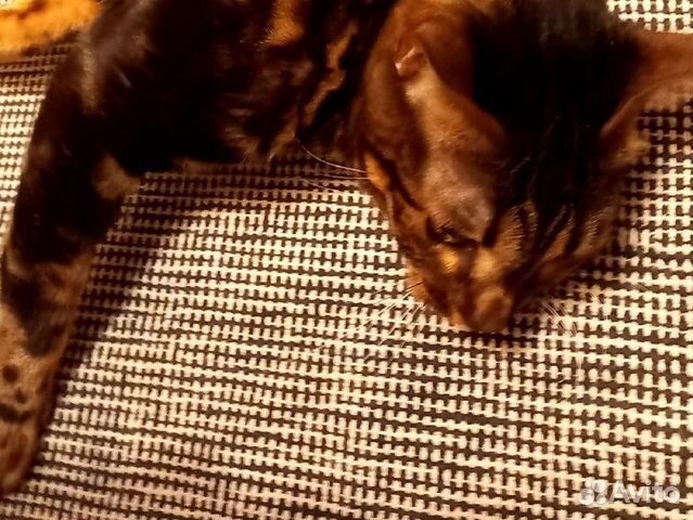 Бенгальская кошечка в добрые руки