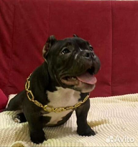 Американский булли дети брабуса