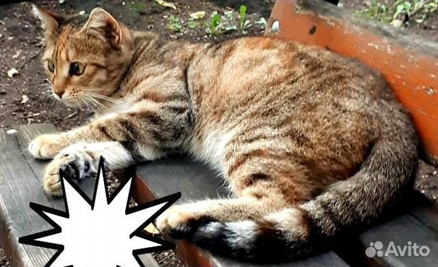 Европейская кошка