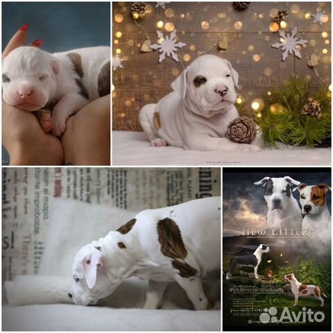 Американский стаффордширский терьер