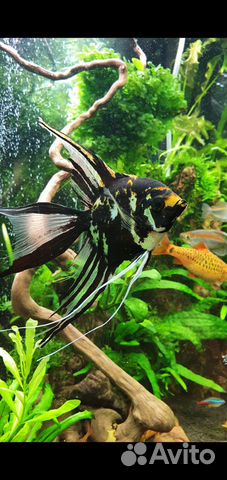 Скалярия мальки, прополка растений