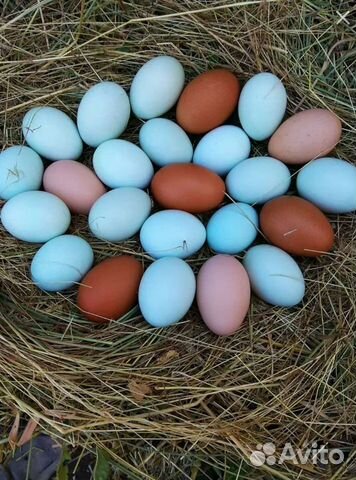 Инкубационное яйцо породистых кур