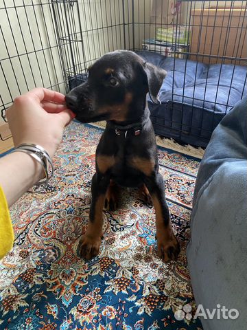 Щенок добермана Риччи
