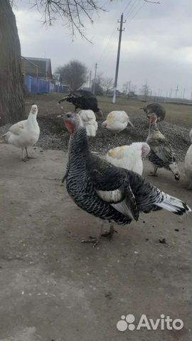 Индюки домашние