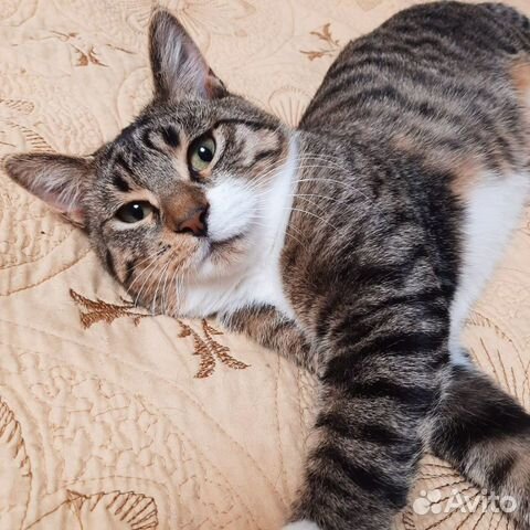 Самый нежный котик шпротик