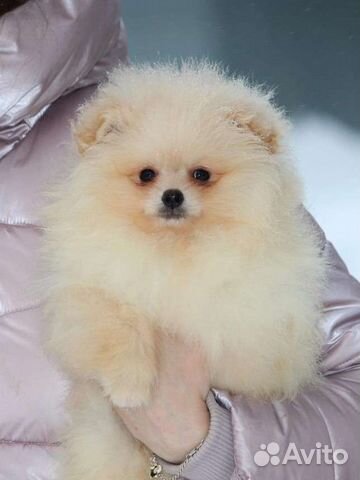 Шпиц мини мишка