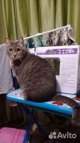 Кошечку в добрые руки