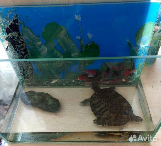 Красноухая черепаха с аквариумом