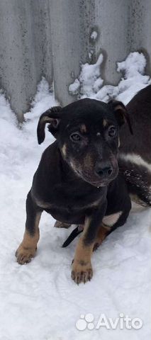 Собака в добрые руки щенок