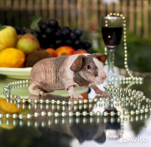 Скинни, крестеды и другие морские свинки