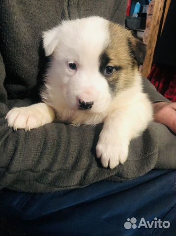 Щенок девочка