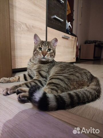 Отдам кота в добрые руки