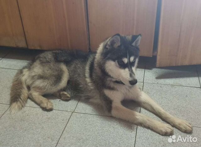 Щенок хаски в хорошие руки