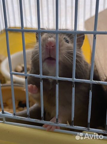 Хомяк самка