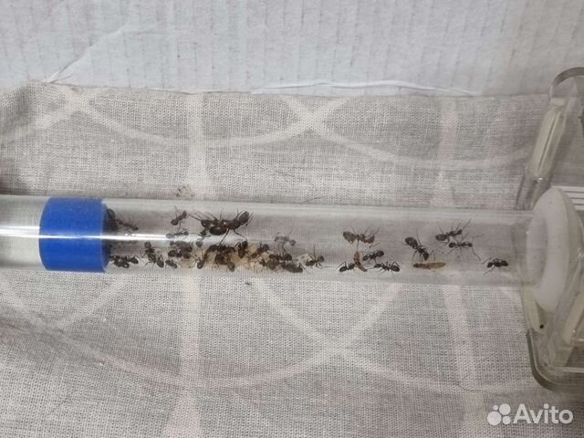 Муравьи - Camponotus nicobarensis