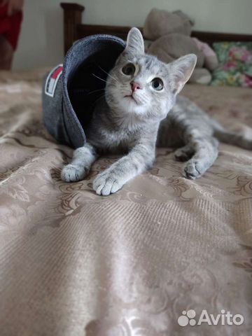 Кошка на вязку