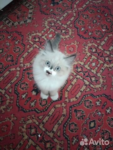 Тайские котята