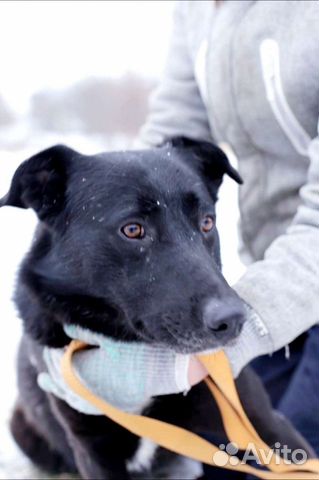 Спасите из приюта