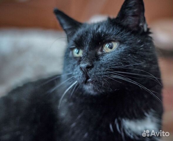 Кошка в добрые руки